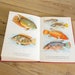 Vintage Aquarium Fish Book, Fish Illustrations, Fish Guide Color, Old ...
