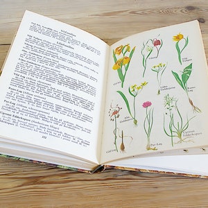Vintage Flora Book, Wildflower Field Guide, Botanical Illustrations ...
