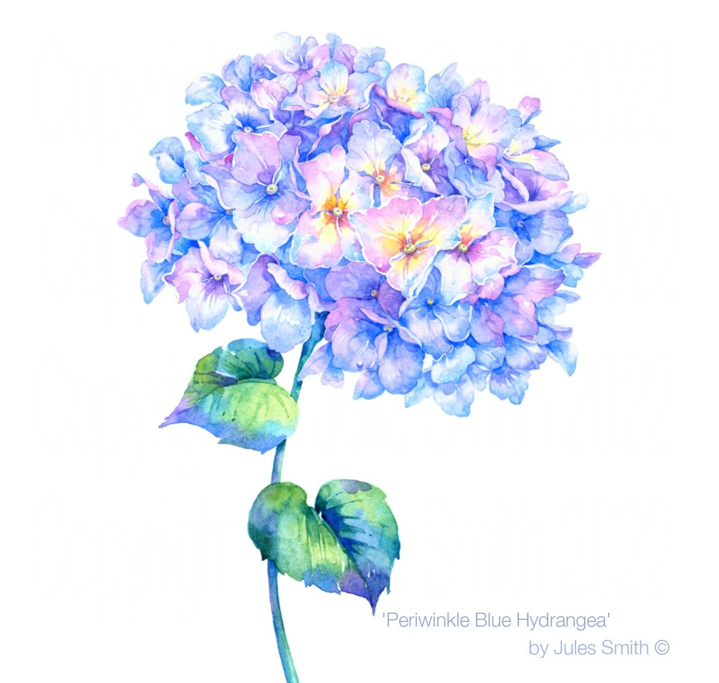 Periwinkle Blue Hydrangea, Watercolour Flower Art Print, Botanical ...