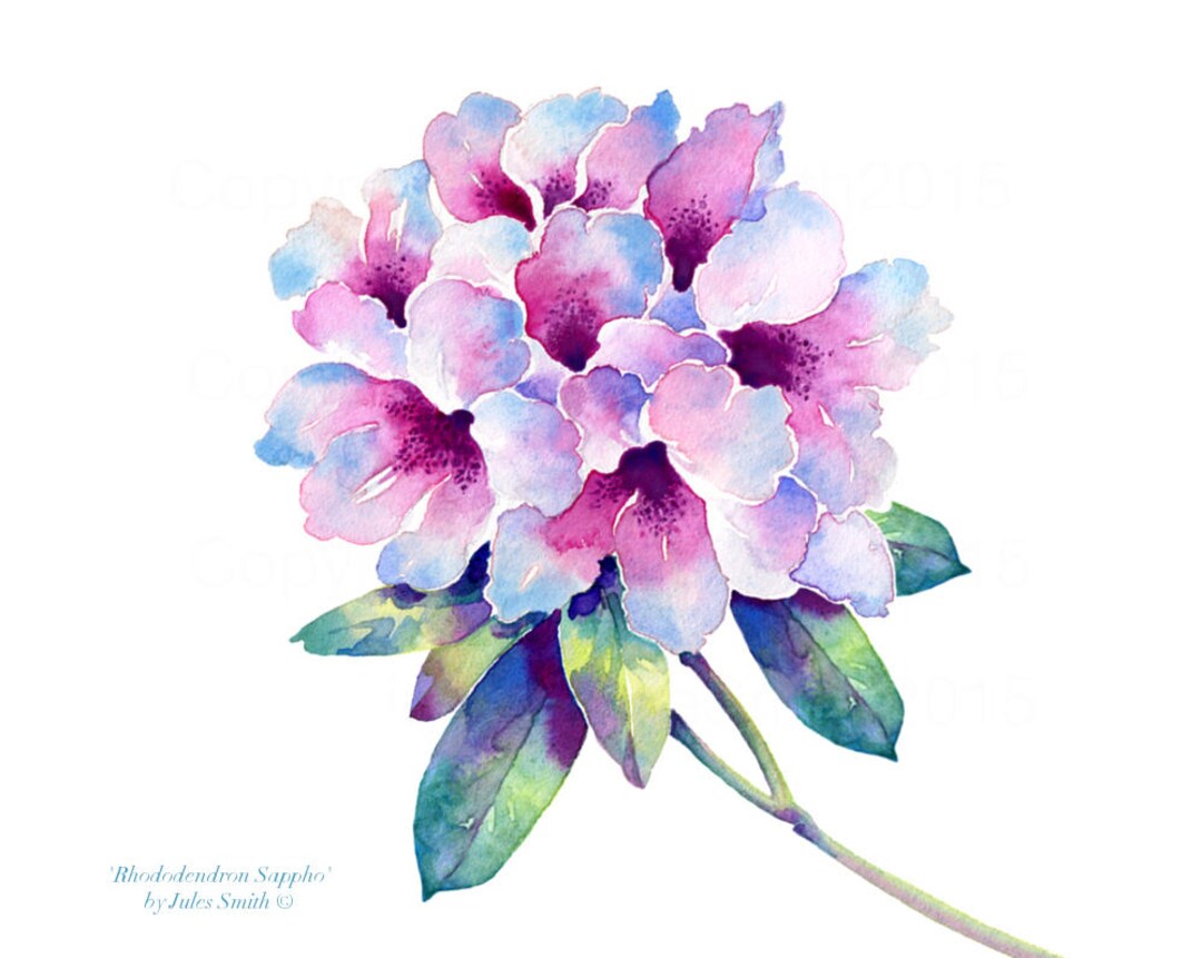 Rhododendron Sappho Watercolour Flower Art Print, Botanical Wall Decor ...