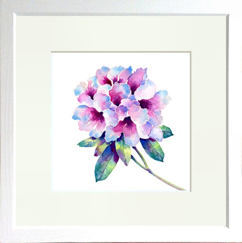 RHODODENDRON SAPPHO, Watercolour Flower Print, Lilac, Pink and Blue ...