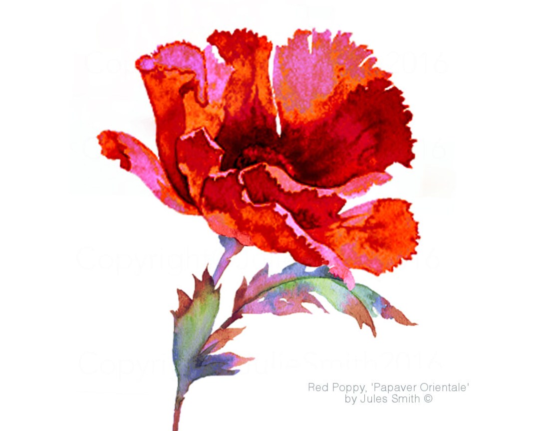 Red Poppy, Flower Art Print, Watercolour Painting of a Single Red Poppy ...