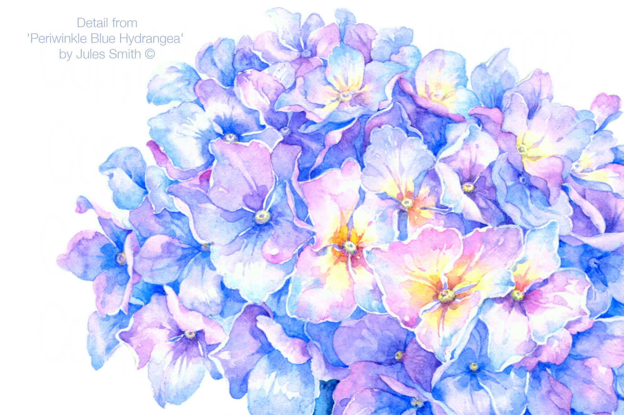 Periwinkle Blue Hydrangea, Watercolour Flower Art Print, Botanical ...