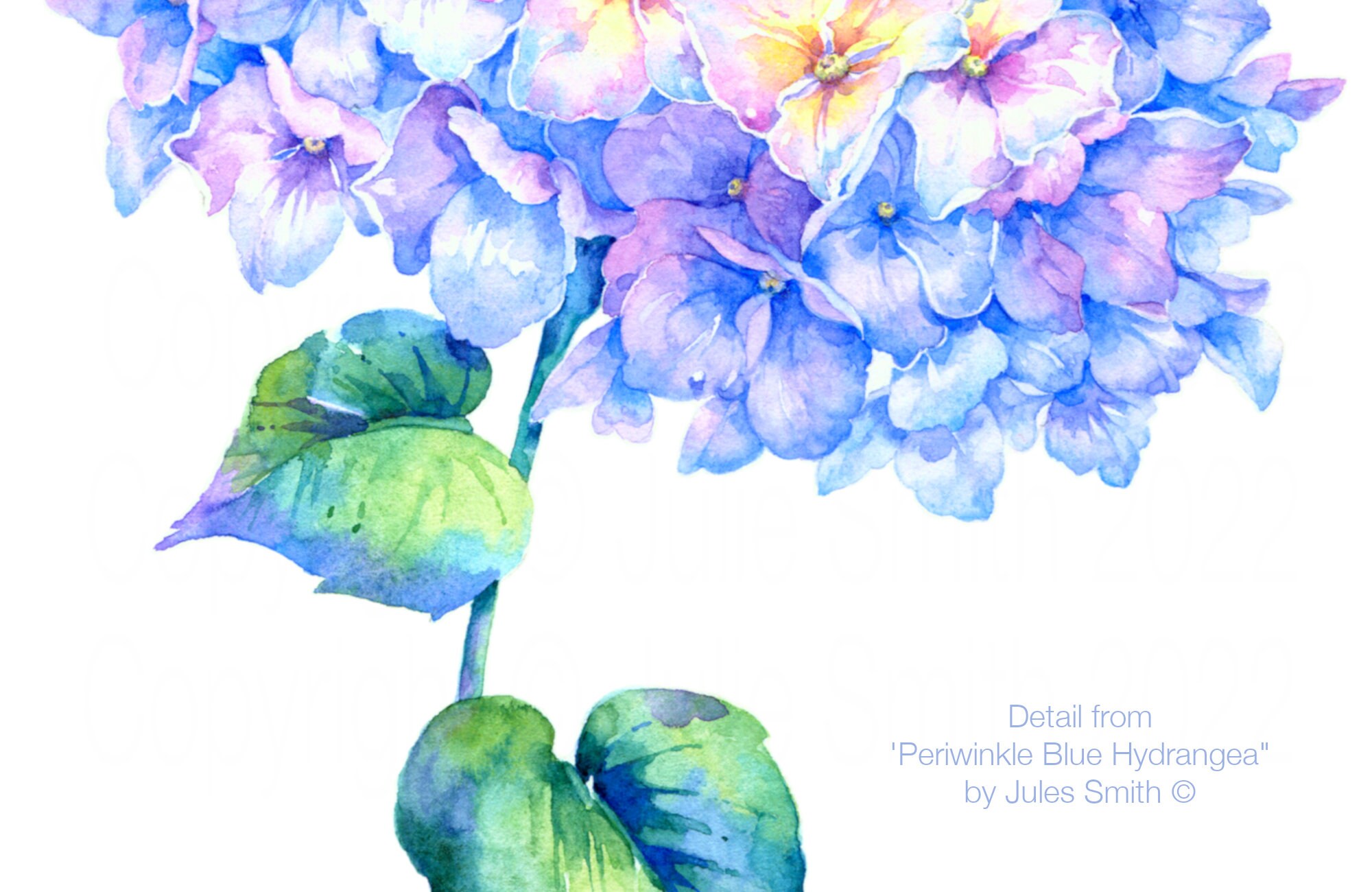 Periwinkle Blue Hydrangea, Watercolour Flower Art Print, Botanical ...