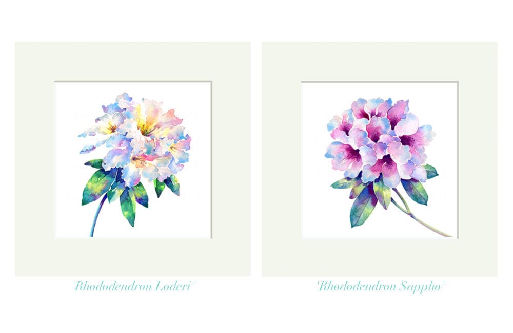 Rhododendron Sappho Watercolour Flower Art Print, Botanical Wall Decor ...