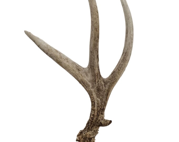 Whitetail Deer 3 Point Antler Natural Shed - Nature Lover Cabin Decor ...