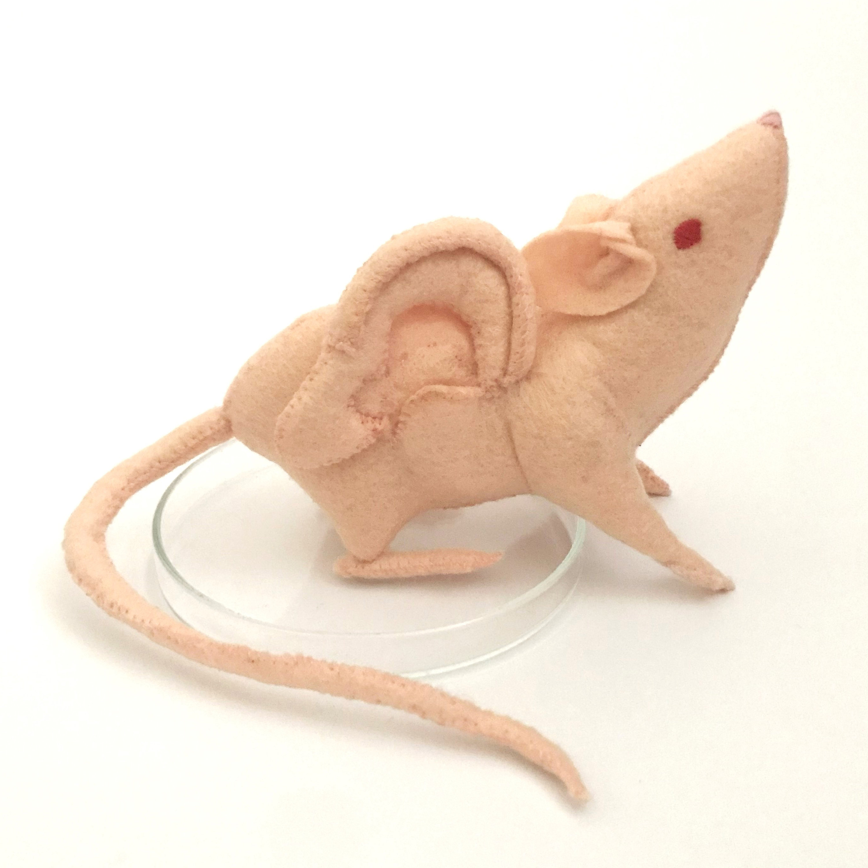Genetically Engine-eared Vacanti Mouse - Etsy UK