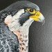 Peregrine Falcon - Etsy