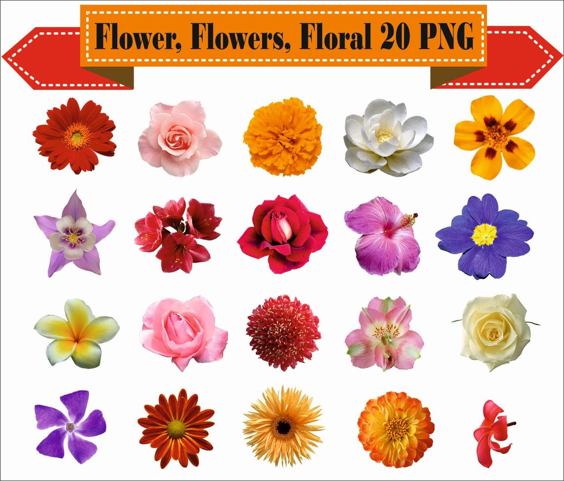 Flower Floral Lily Jasmine Rose Daisy Narcissus Ivy Clipart PNG Set ...
