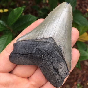 Real Megalodon SHARK TOOTH, 3 & 1/2, Razor Sharp Serrations ...