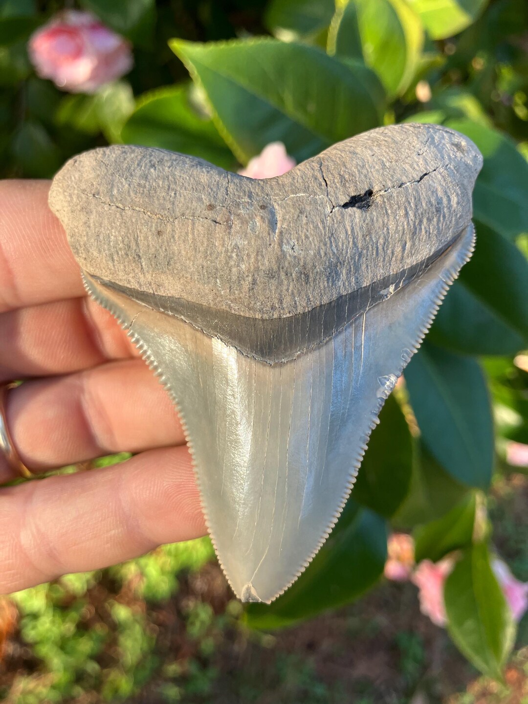 Real Megalodon SHARK TOOTH, 3, Razor Sharp Serrations, Prehistoric ...
