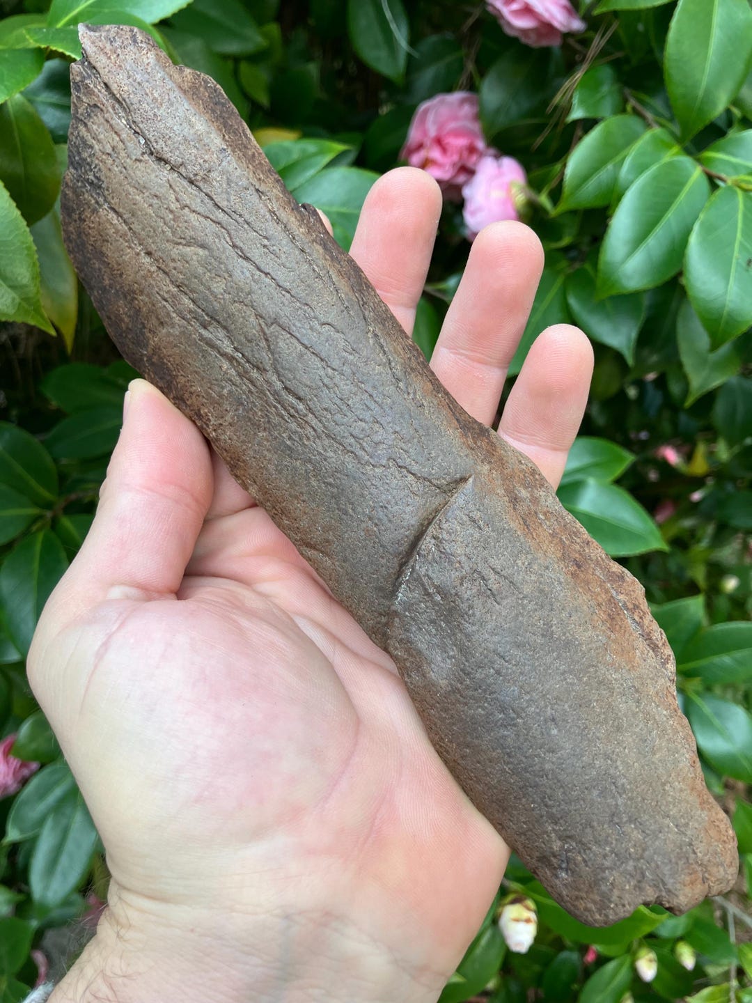 MEGALODON BITE MARKS, Fossil Bone, Real Fossil, 100% Authentic Sharks ...