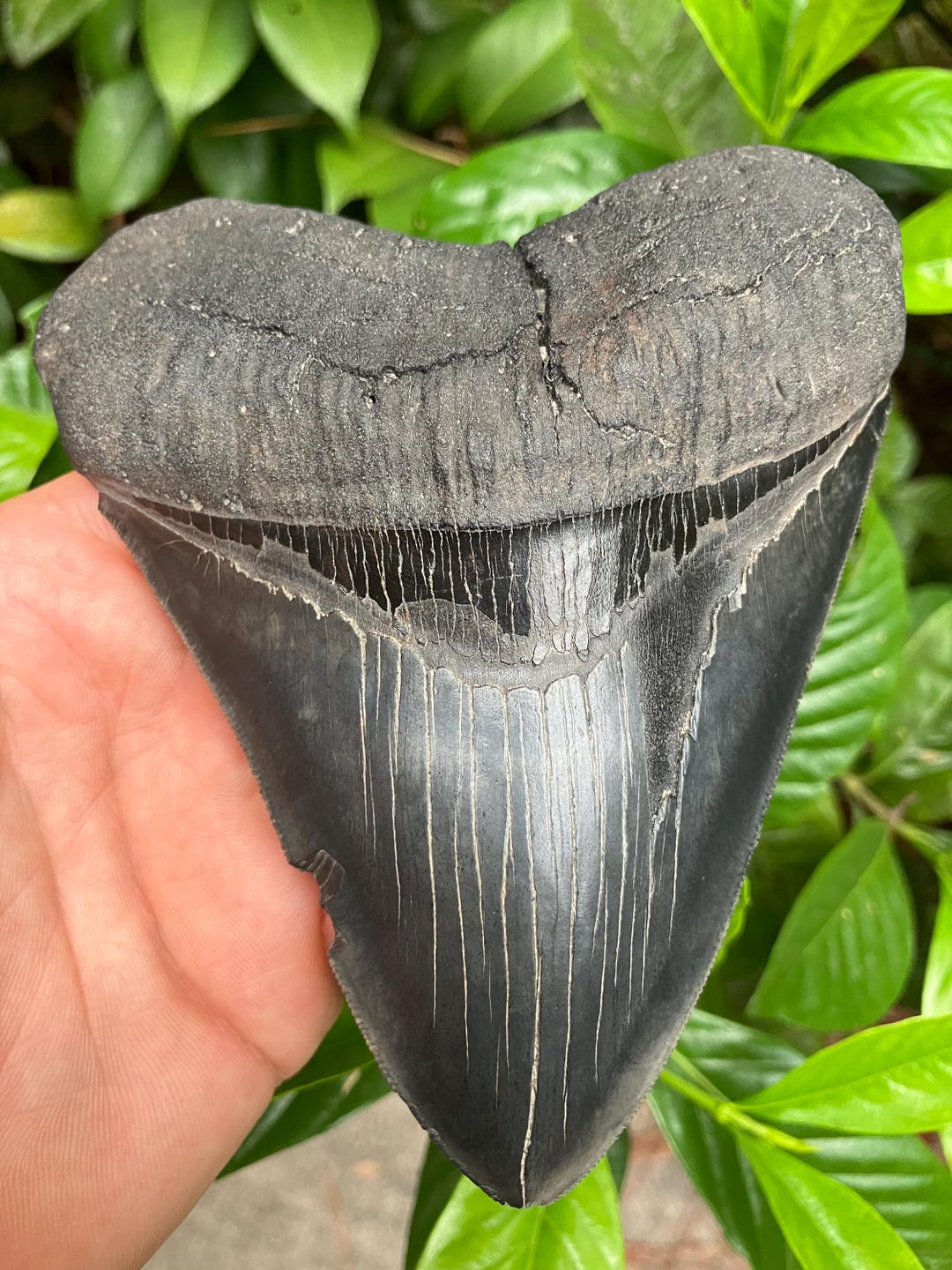 GIANT MEGALODON SHARK Tooth, Razor Sharp, Serrated 5 & 3/8, Collector ...