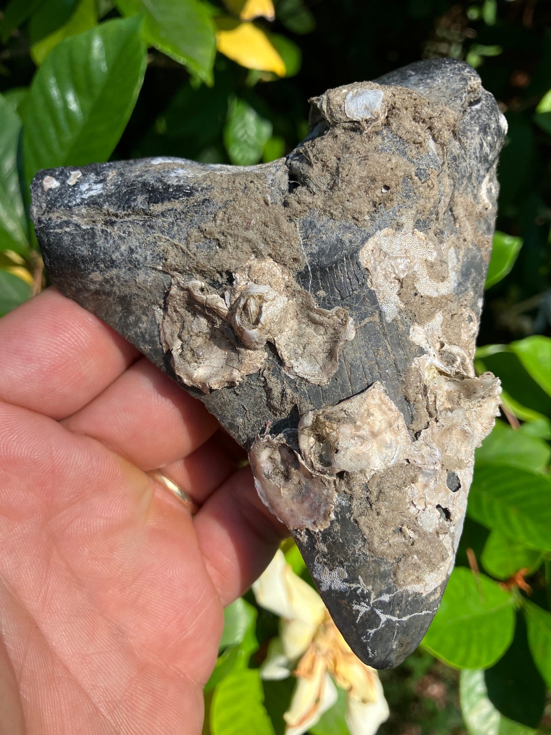 Uncleaned MEGALODON SHARK TOOTH, 4 & 7/8 Megalodon Shark Tooth, 100% ...