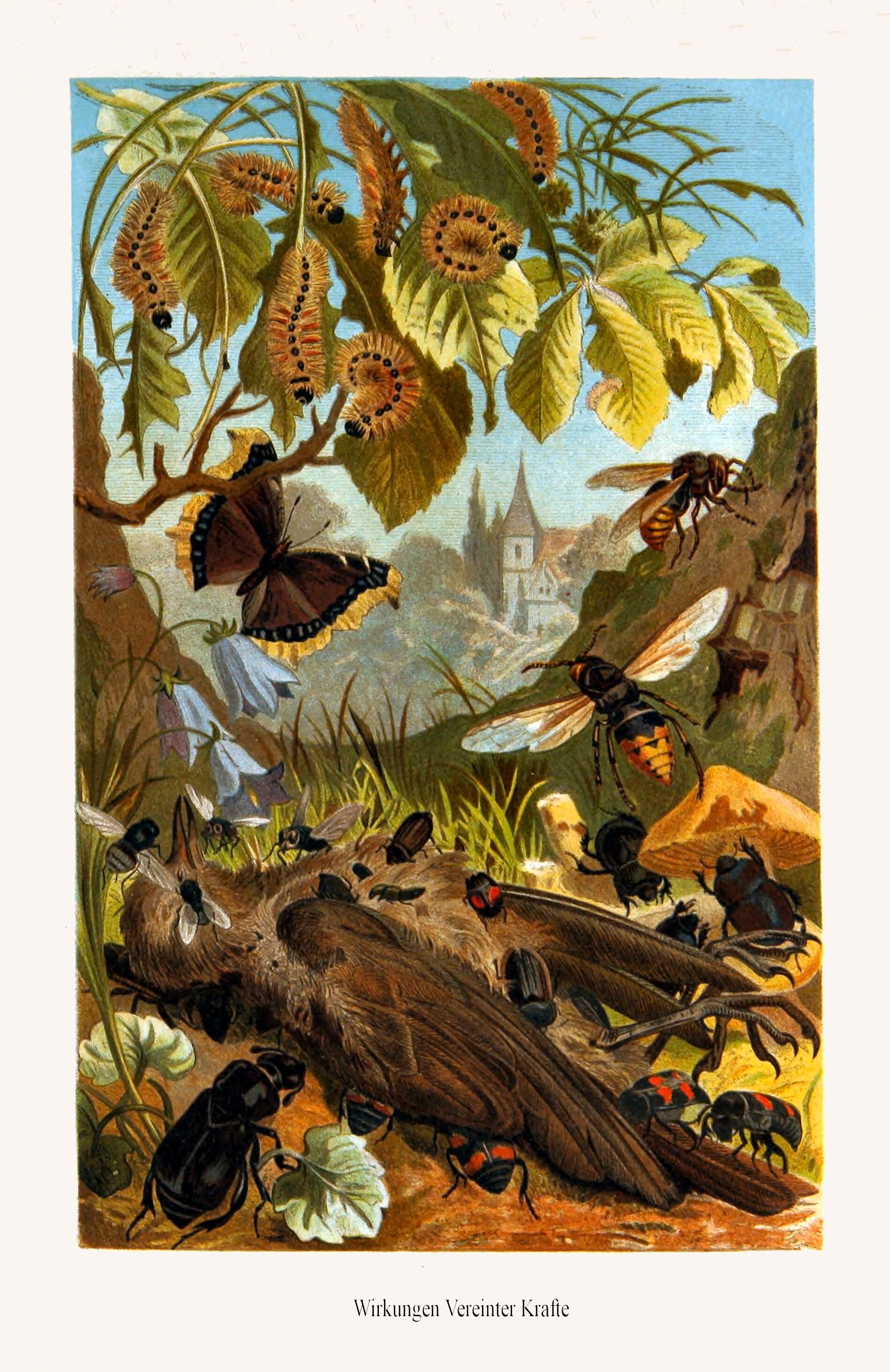 280 ANTIQUE INSECT PRINTS Hi-res Restored & Enhanced Premium - Etsy UK