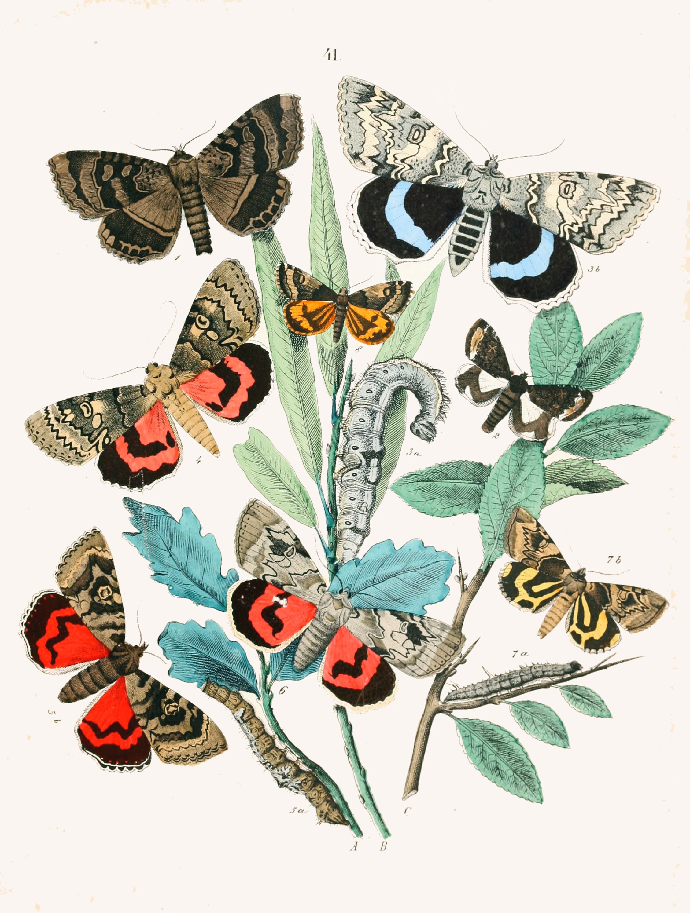 280 ANTIQUE INSECT PRINTS Hi-res Restored & Enhanced Premium - Etsy UK