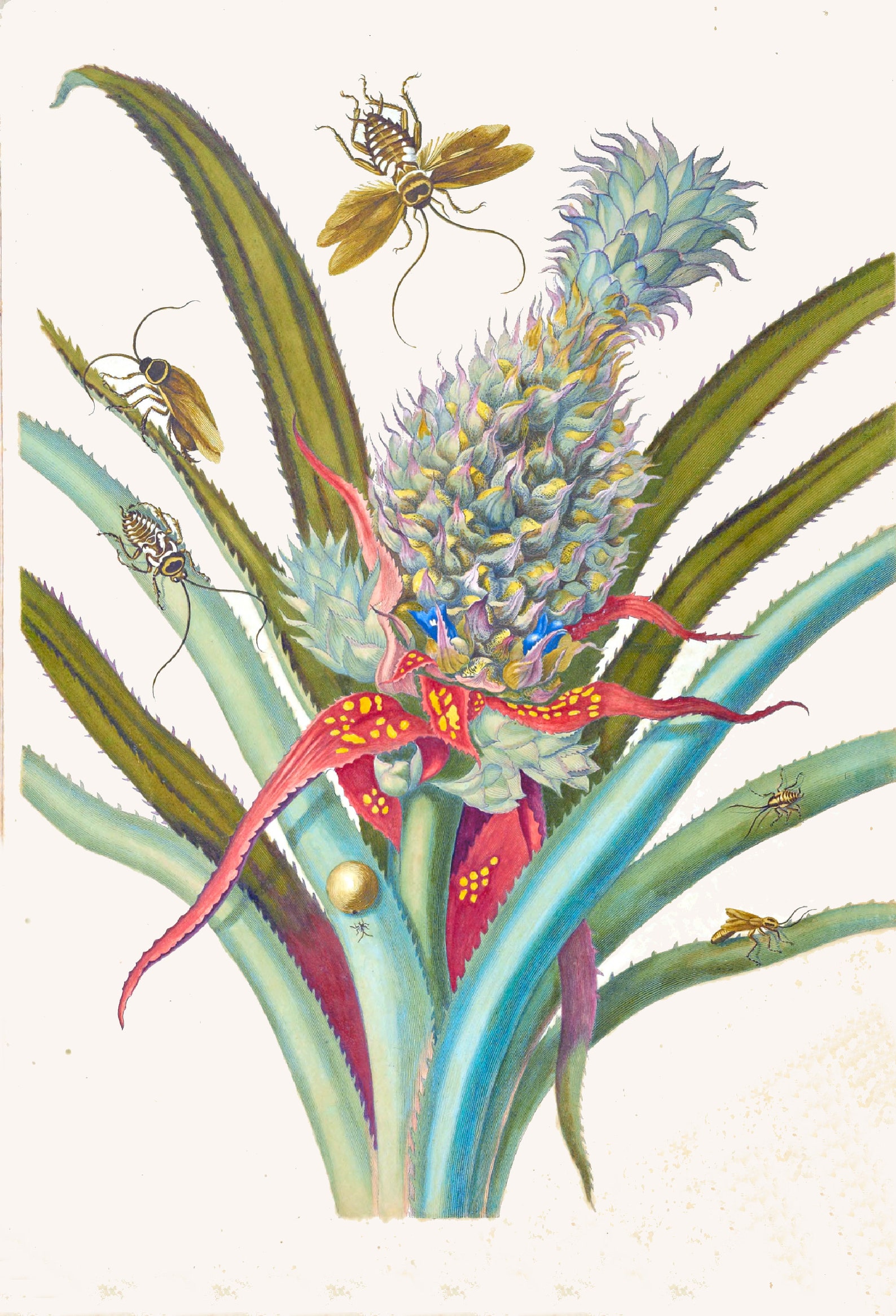 280 ANTIQUE INSECT PRINTS Hi-res Restored & Enhanced Premium - Etsy UK