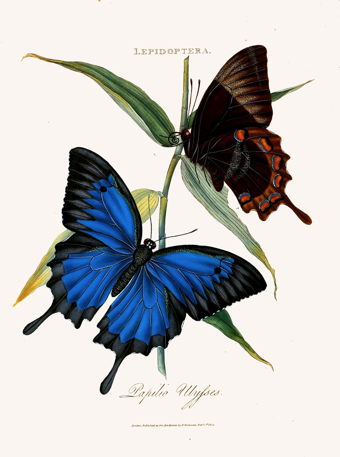 280 ANTIQUE INSECT PRINTS Hi-res Restored & Enhanced Premium - Etsy UK