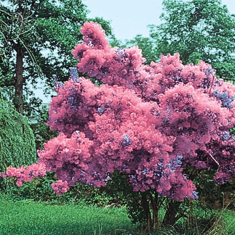 SMOKE TREE cotinus Coggygria 50 SEEDS | Etsy