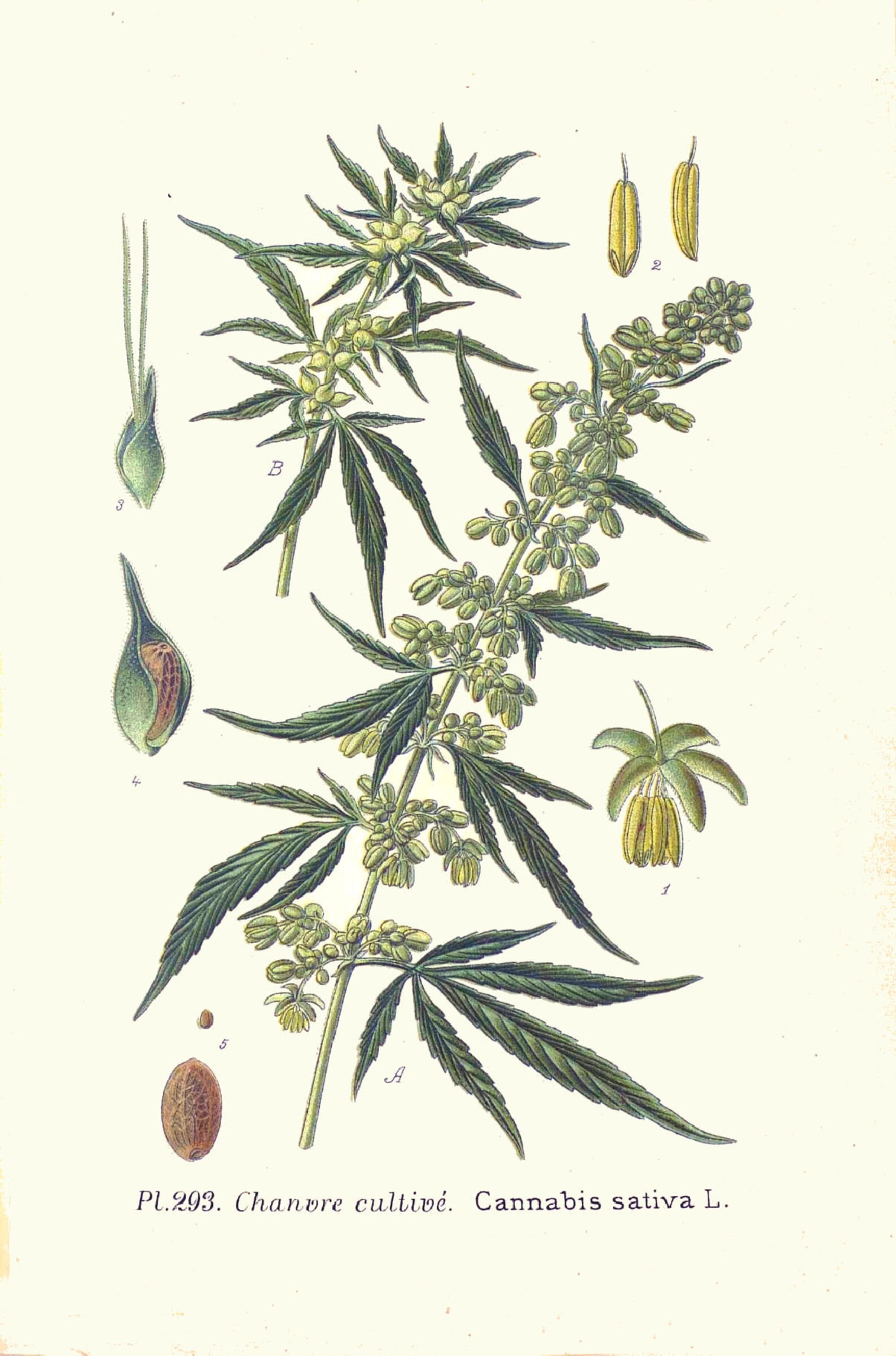 Vintage CANNABIS / MARIJUANA PRINTS 12x High Res. Restored | Etsy