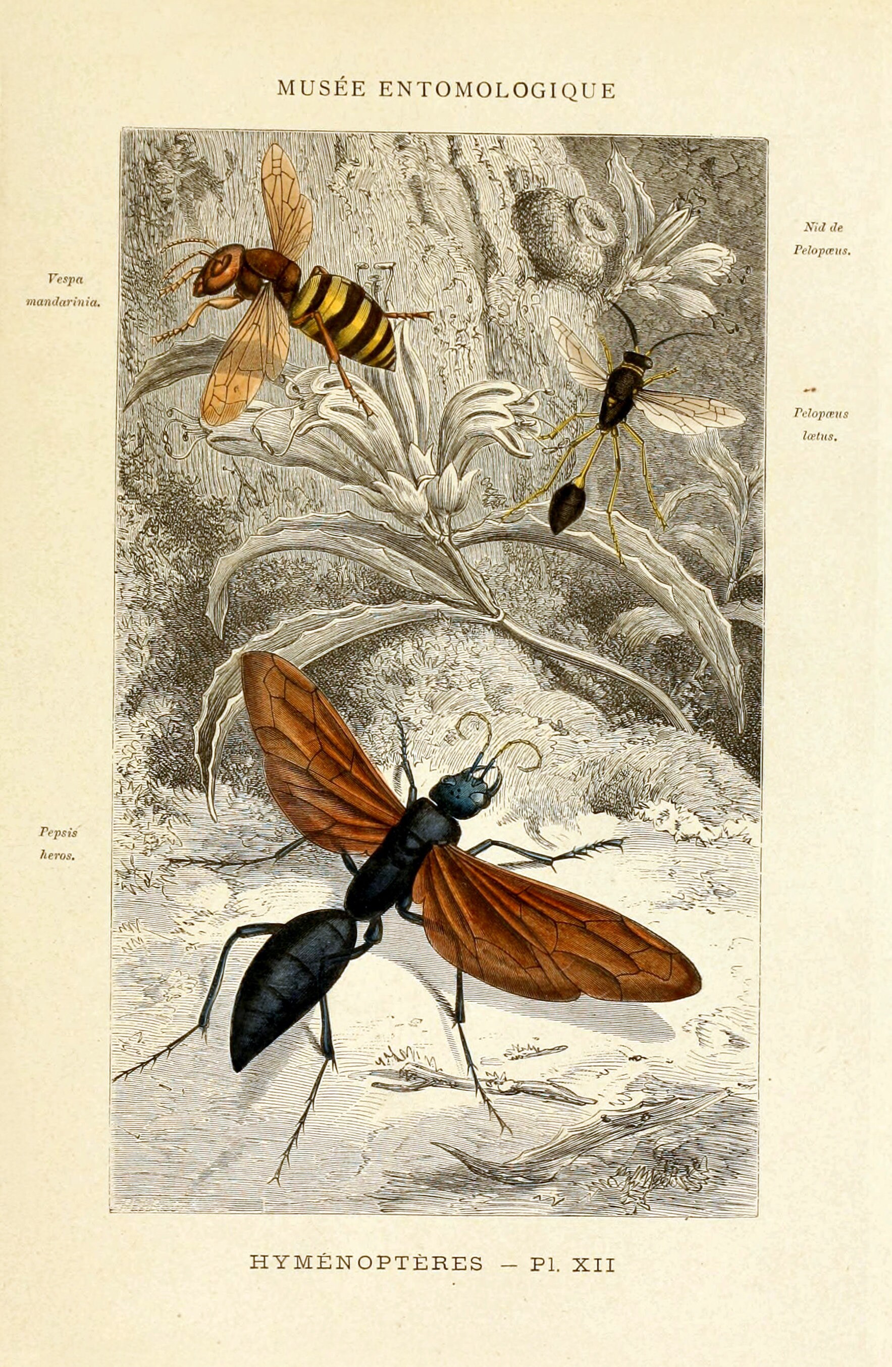 280 ANTIQUE INSECT PRINTS Hi-res Restored & Enhanced Premium | Etsy