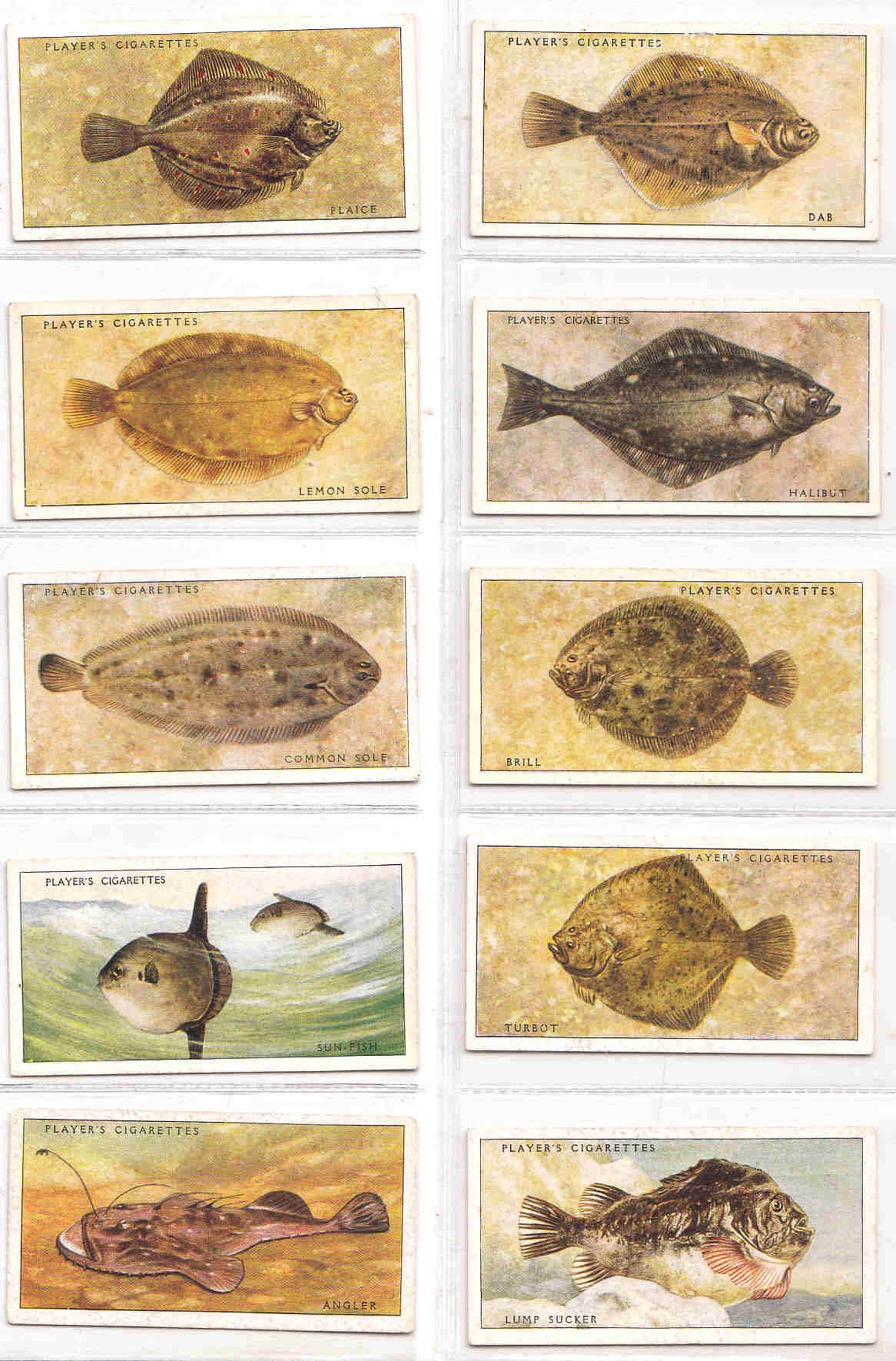 C1935 SEA FISHES Complete Set of 50 ORIGINAL Cigarette / Tobacco Cards ...