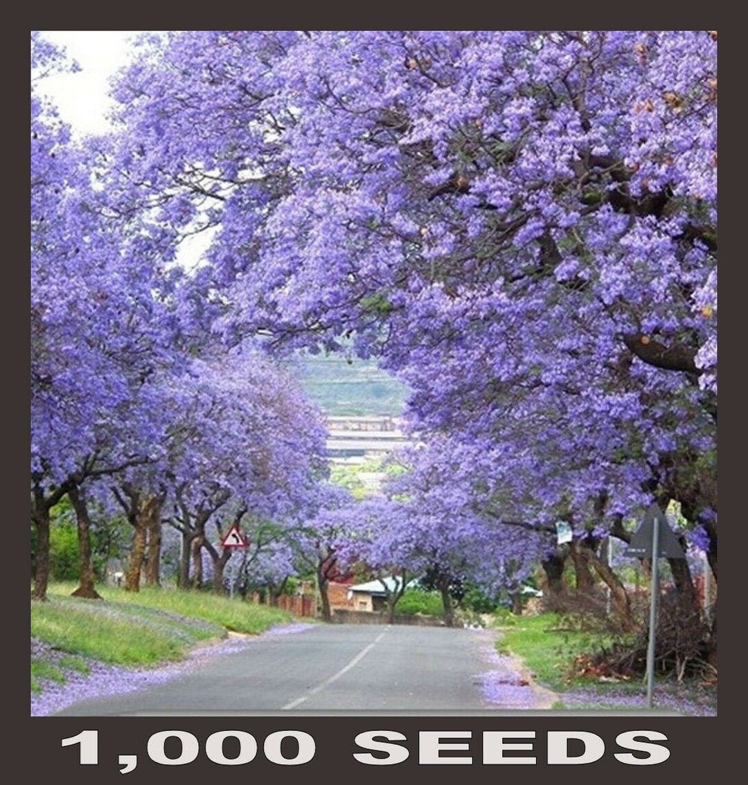 1,001 EMPRESS FOXGLOVE TREE Seeds, Princess Tree (paulownia Tomentosa ...