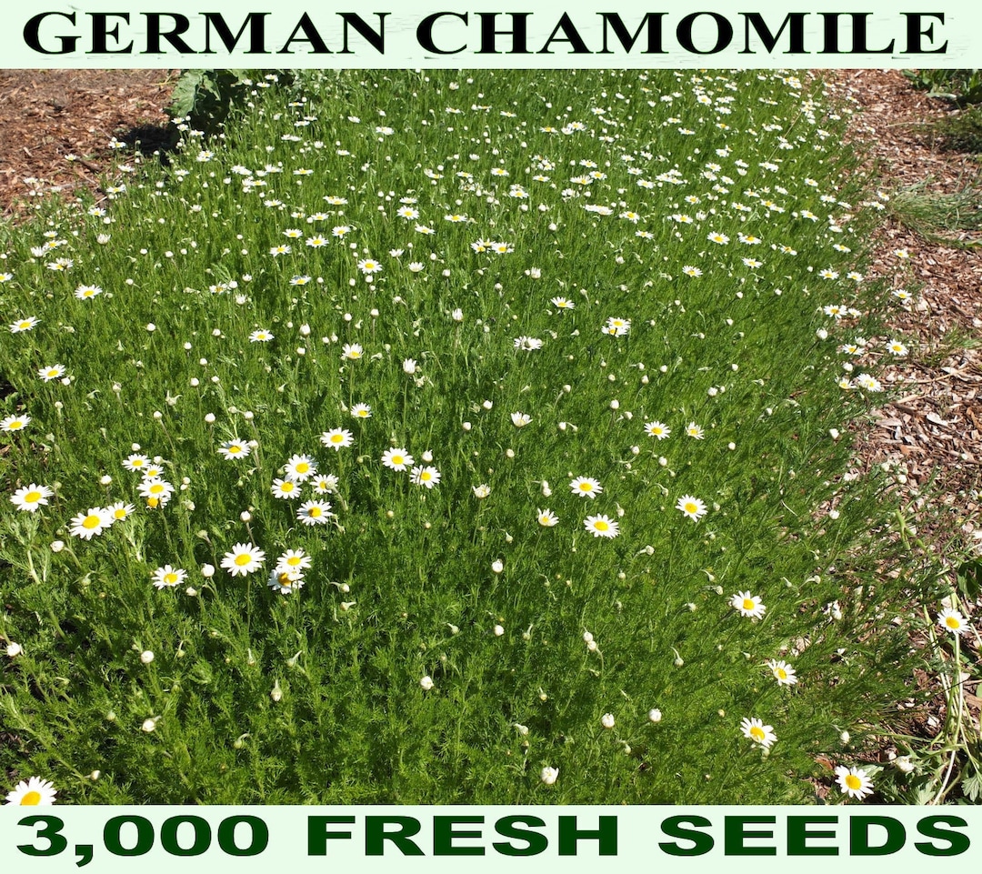 3000 GERMAN HERB CHAMOMILE Seeds officinalis the Medicinal Matricaria ...