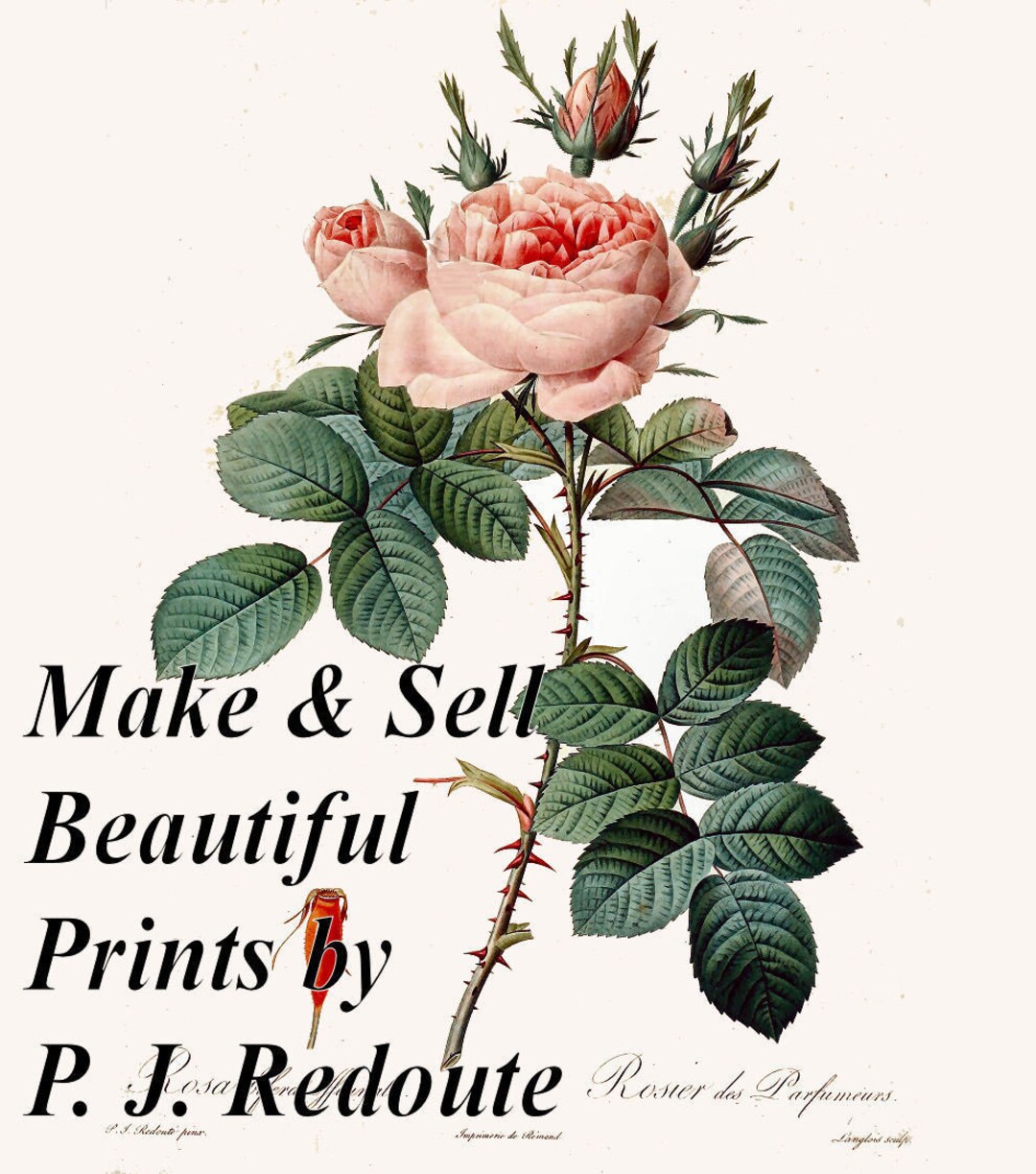 Restored P. J. REDOUTE ILLUSTRATIONS High Resolution Images - Etsy UK