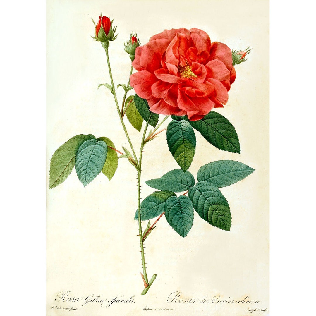 MAKE ANTIQUE PRINTS Large, High Res. Images 'les Roses' by P.J. Redoute ...