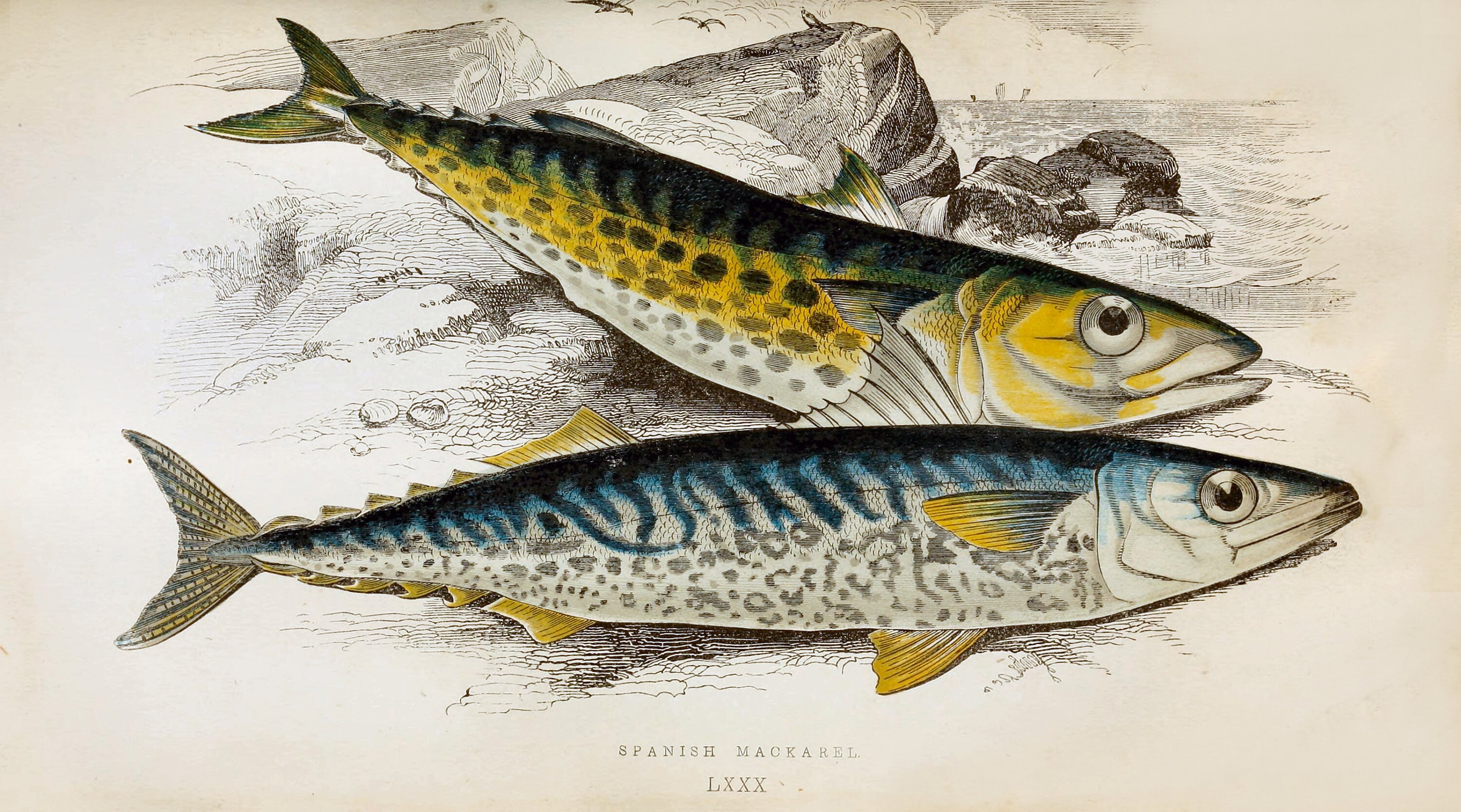 225x ANTIQUE FISH PRINTS Restored Hi-res Marine Printable Digital ...