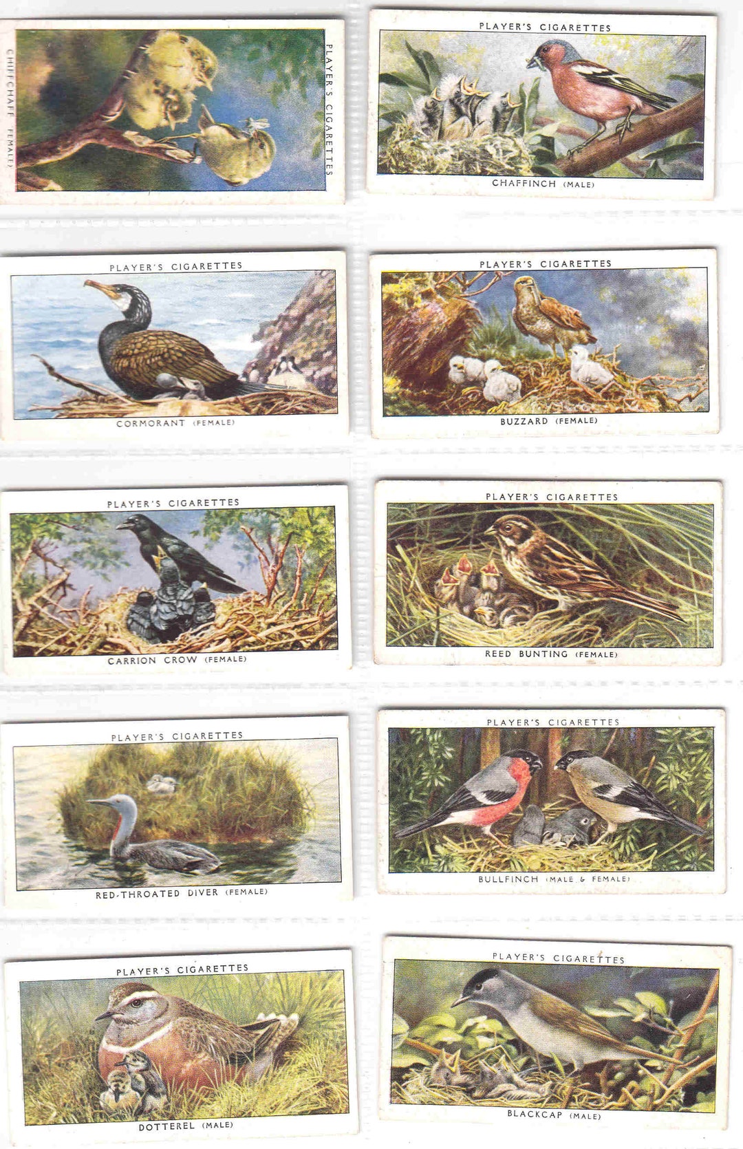 C1937 - BIRDS and THEIR YOUNG Complete Set of 50x Original Cigarette ...