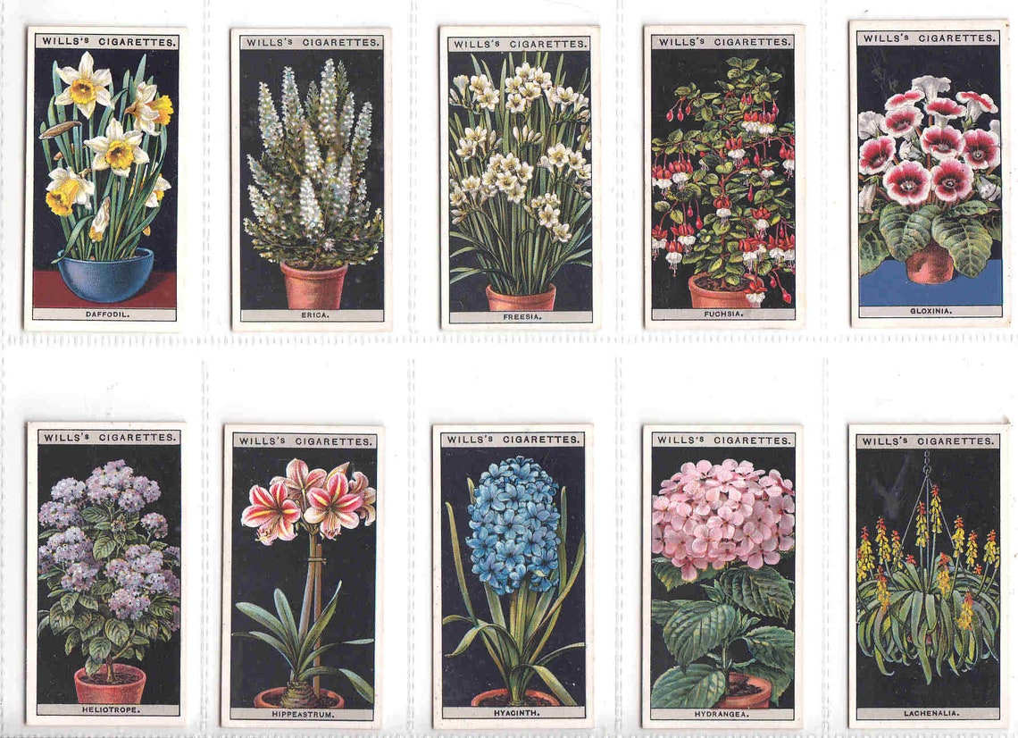 C1925 FLOWER CULTURE in Pots Complete Set of 50x ORIGINAL - Etsy