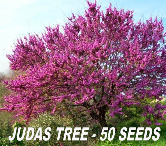 JUDAS TREE Cercis Siliquastrum 50 SEEDS | Etsy