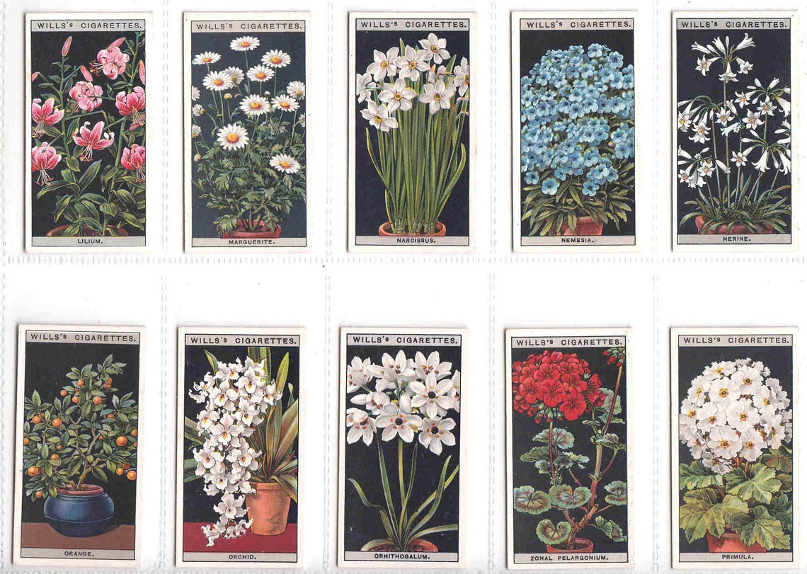 C1925 FLOWER CULTURE in Pots Complete Set of 50x ORIGINAL - Etsy