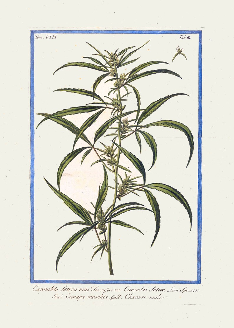 Vintage CANNABIS / MARIJUANA PRINTS 12x High Res. Restored | Etsy