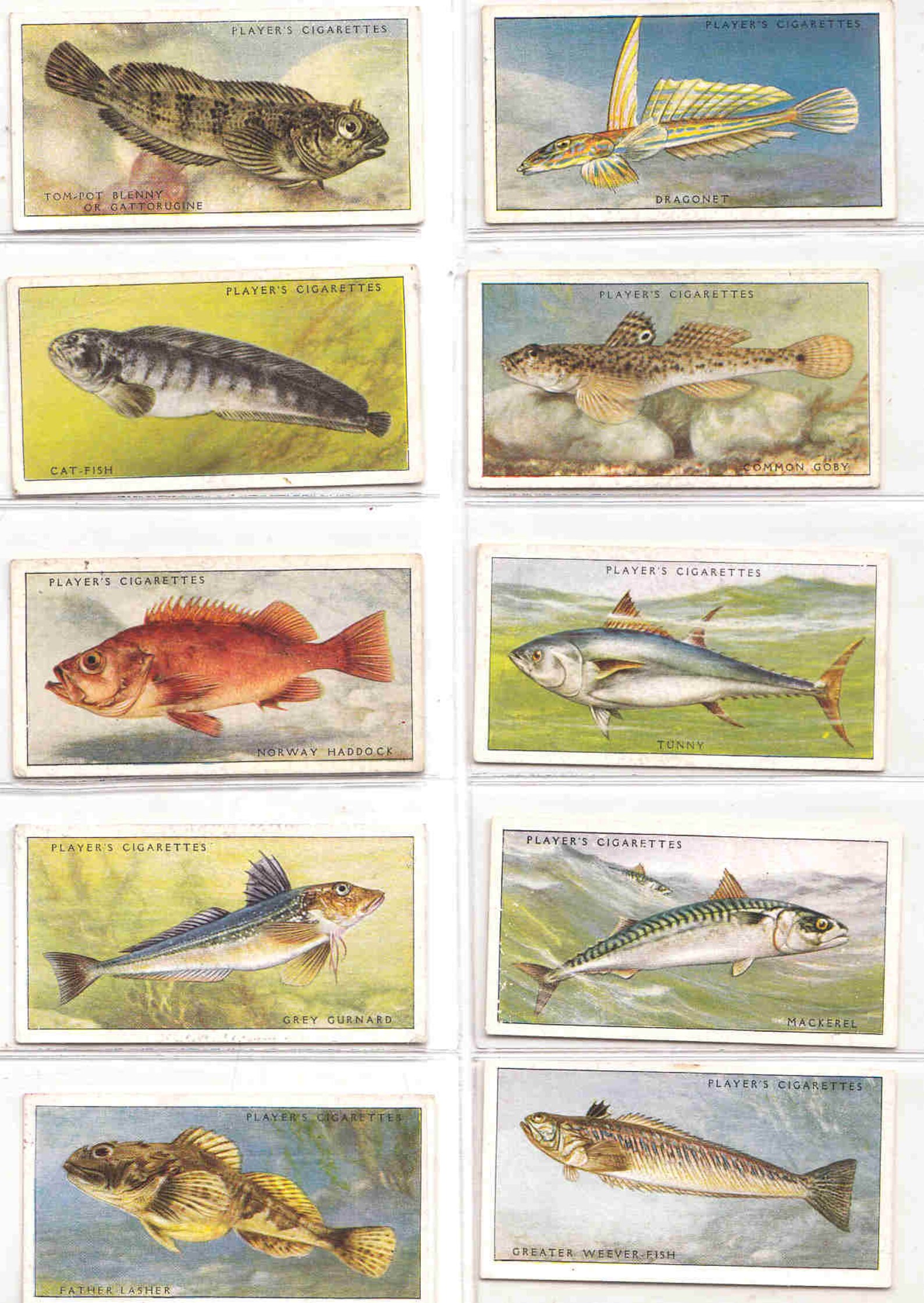 C1935 SEA FISHES Complete Set of 50 ORIGINAL Cigarette / Tobacco Cards ...
