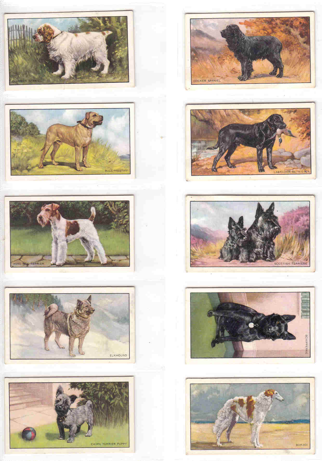 C1936 DOGS Complete Set of 48x ORIGINAL Cigarette / Tobacco | Etsy