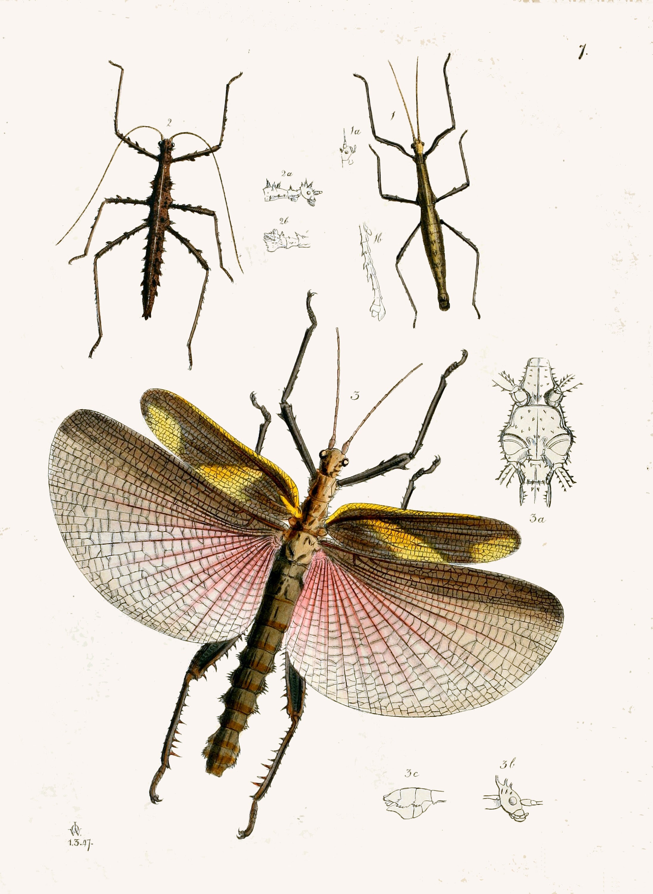 280 ANTIQUE INSECT PRINTS Hi-res Restored & Enhanced Premium - Etsy UK