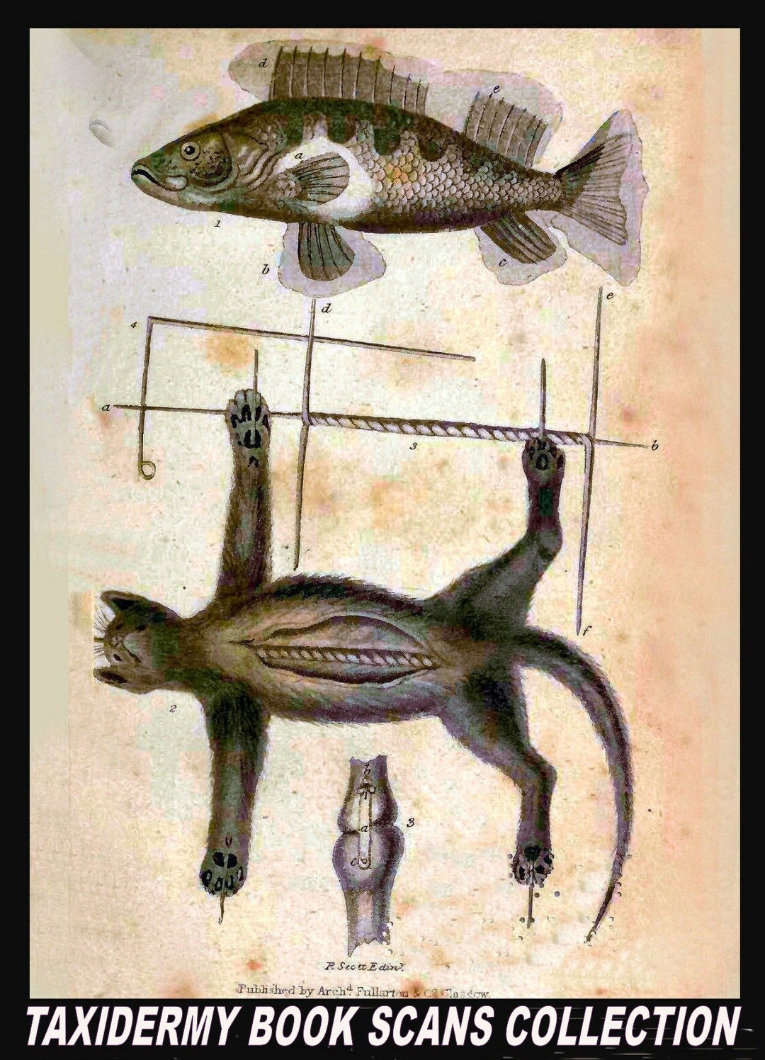 40x TAXIDERMY Vintage Book Scans Animal, Fish, Trophy Mounting ...