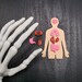 Human Internal Organs Polymer Clay - Etsy