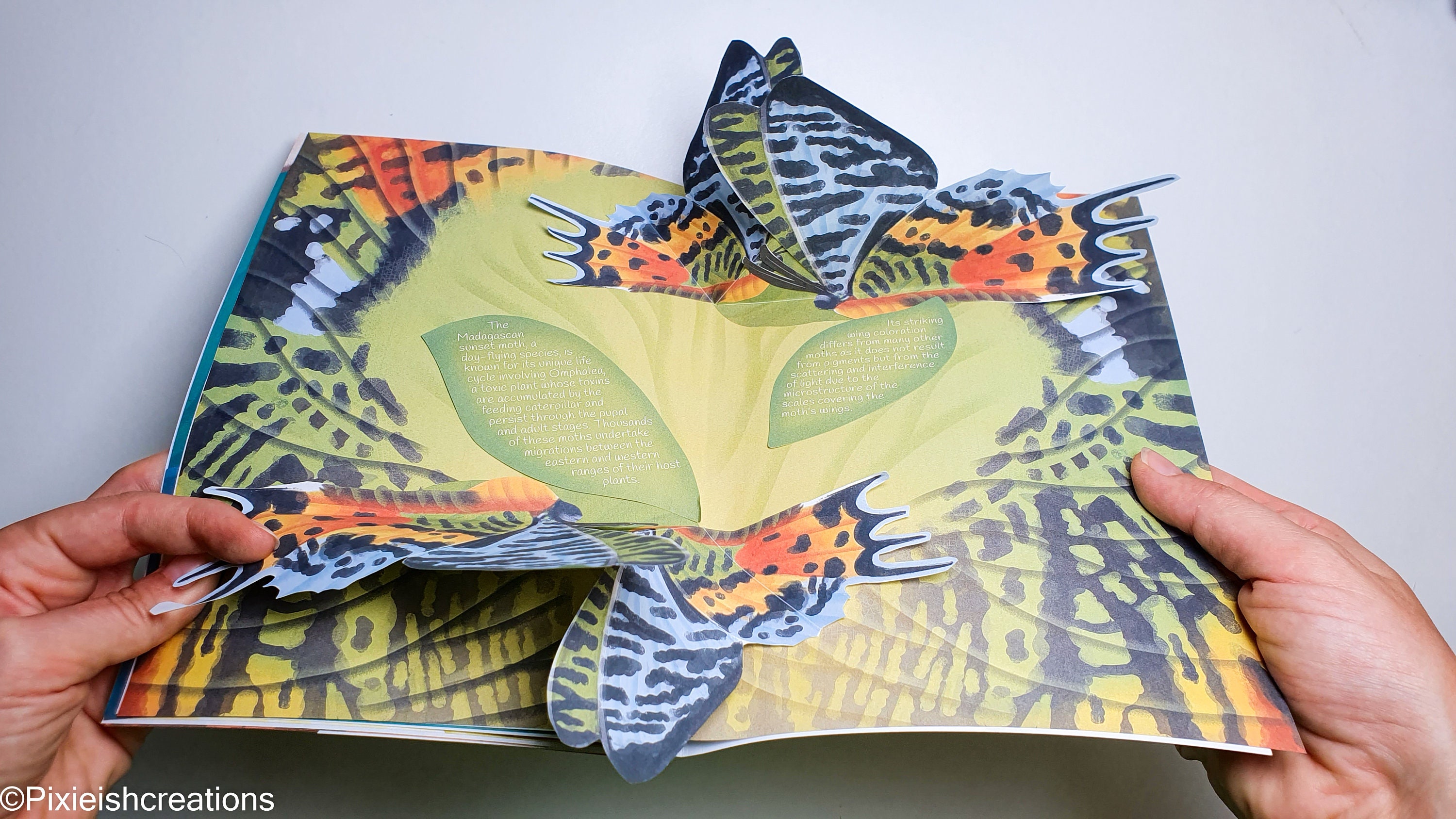 Moths DIY Pop up Book Creation Kit for Adults, DIY Pop-up Book Project ...