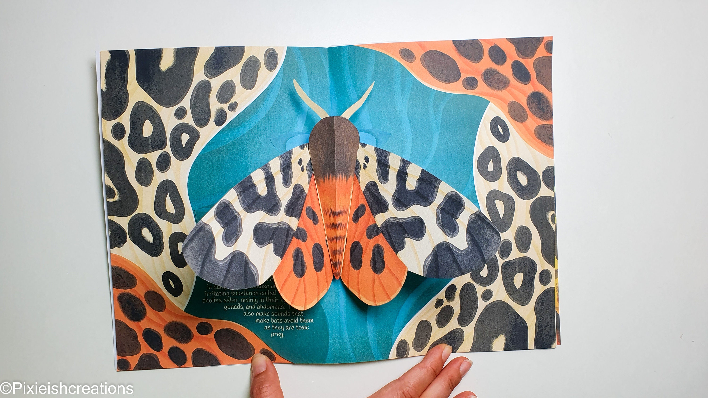 Moths DIY Pop up Book Creation Kit for Adults, DIY Pop-up Book Project ...