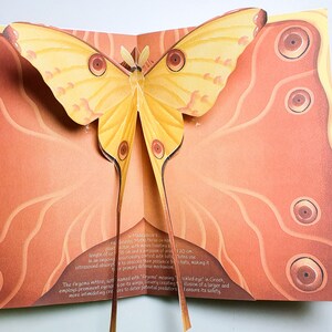 Moths DIY Pop up Book Creation Kit for Adults, DIY Pop-up Book Project ...