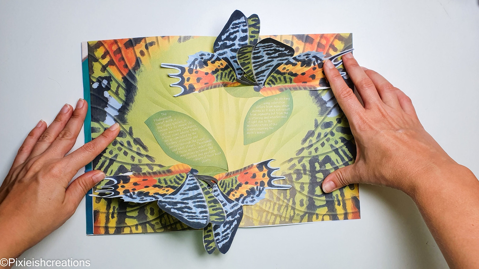 Moths DIY Pop up Book Creation Kit for Adults, DIY Pop-up Book Project ...