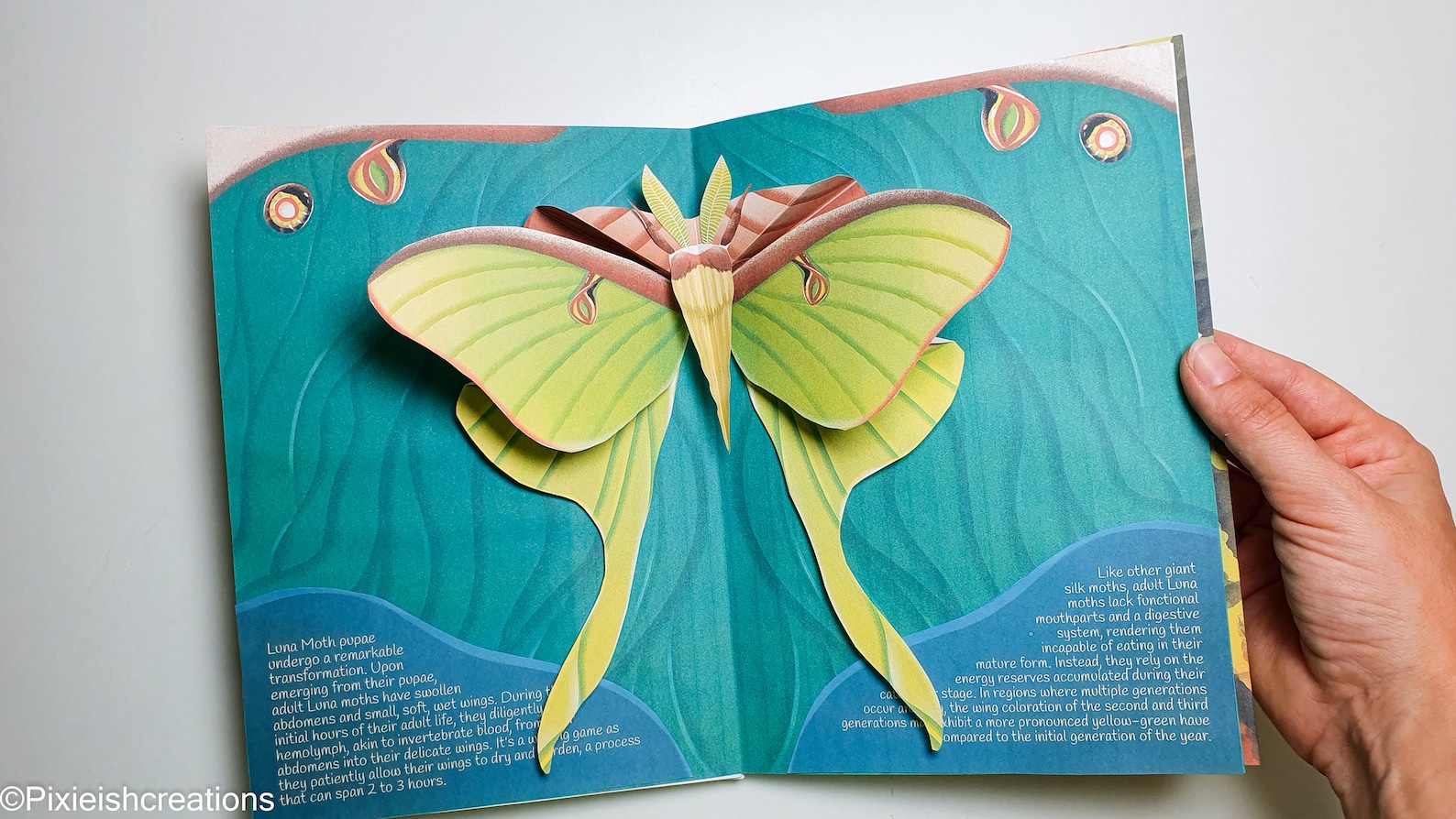 Moths DIY Pop up Book Creation Kit for Adults, DIY Pop-up Book Project ...