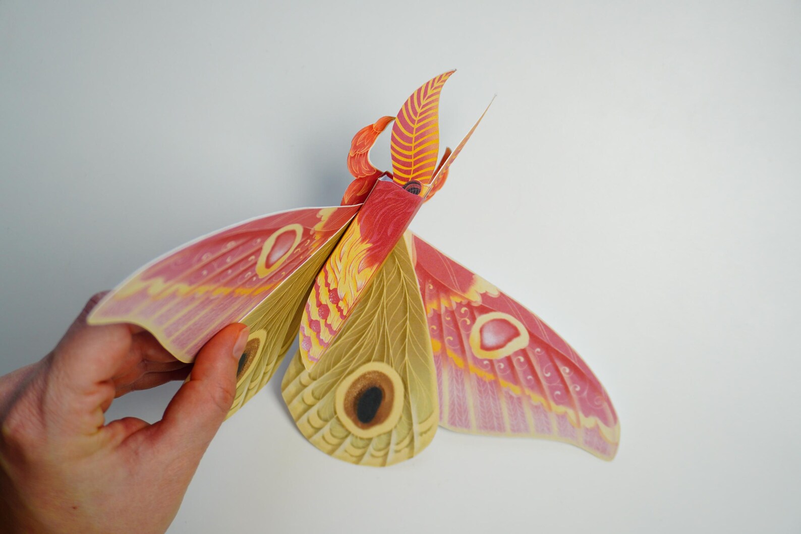 Pink Bullseye Moth 3D Paper Craft: DIY Printable Template (digital ...