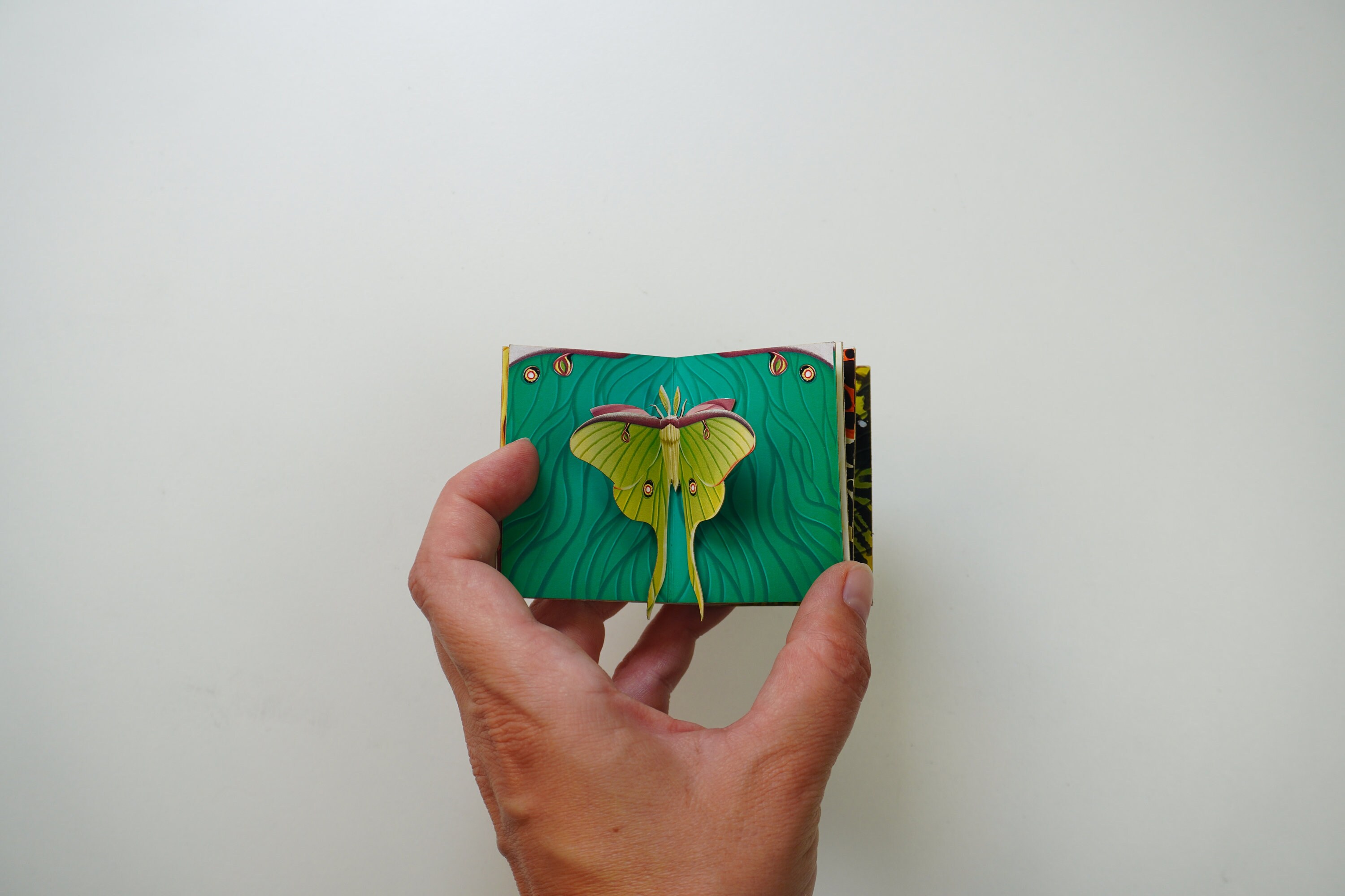 Moths Miniature Pop-up Book, Detailed Paper Craft for Adults, Make Your ...
