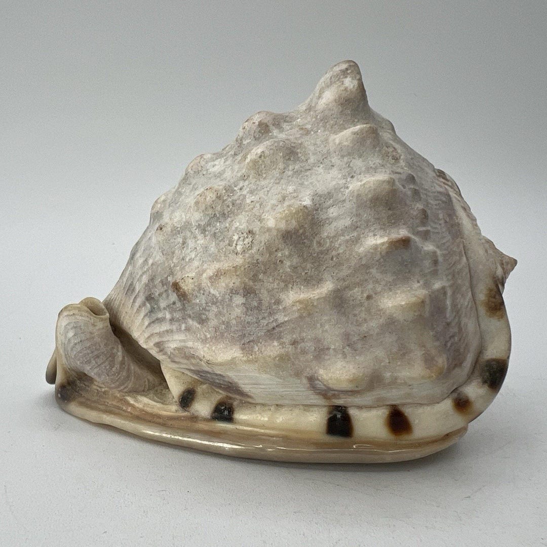 Horned Helmet Bull Mouth Conch Tiger Stripe Shell Seashell 4.5 ...