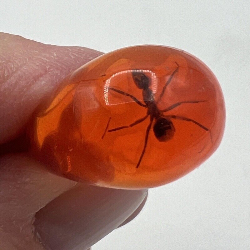 Insects in Lucite - Etsy